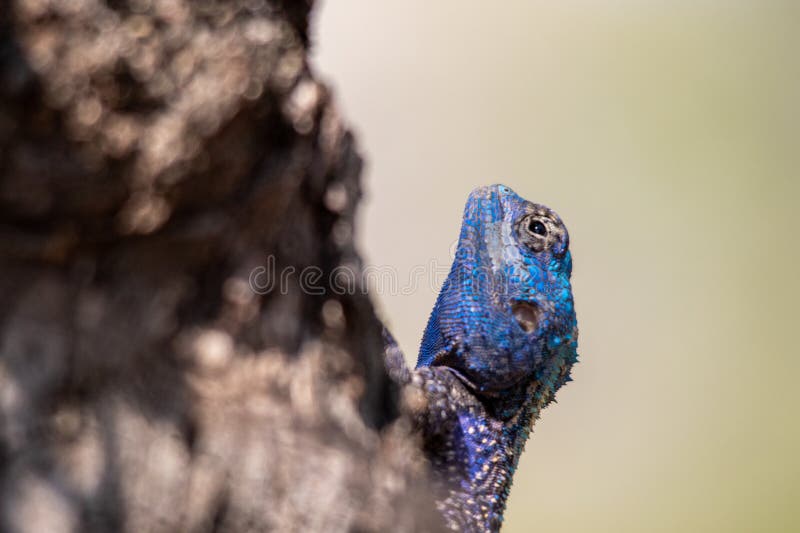 Southern Tree Agama Isolated Stock Image - Image of profile, tree ...