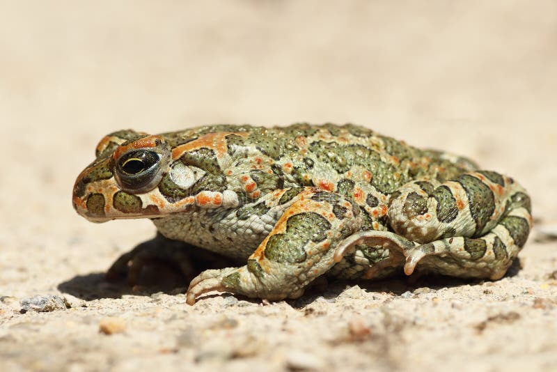 Profile of a toad stock image. Image of frog, common - 152886637
