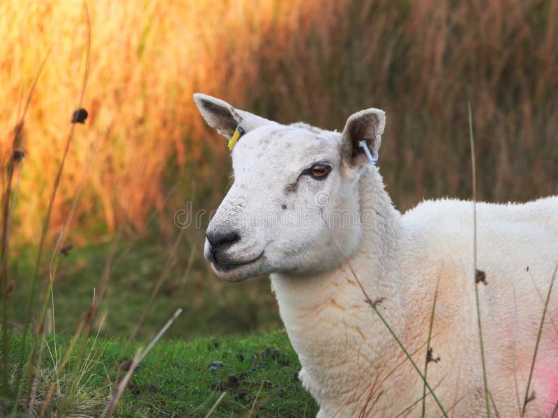 Profile Image of White Sheep. Stock Image - Image of farm, faced: 232746265