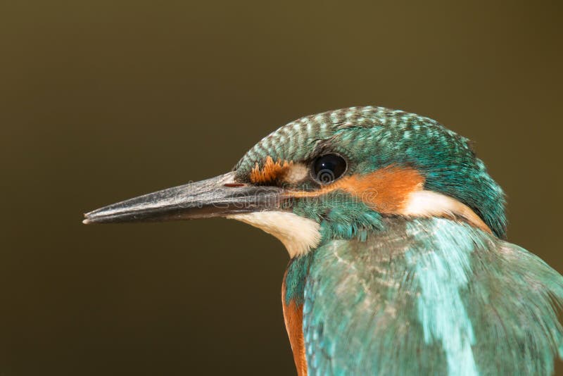 Profile of a Kingfisher Bird Stock Image - Image of long, blue: 81404659