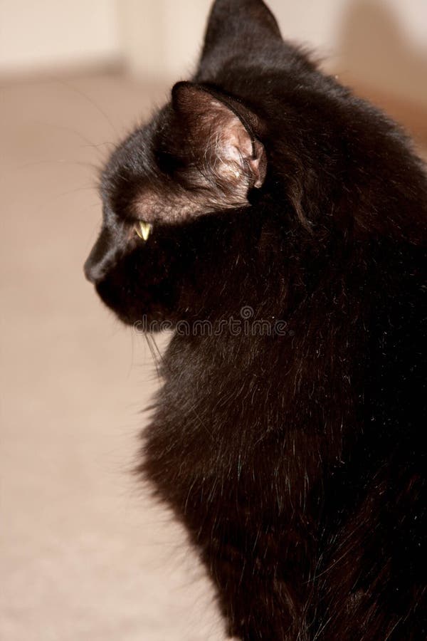 Profile Kitty stock photo. Image of kitty, profile, cute - 25504050