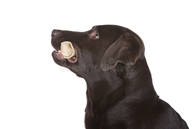 Profile of Labrador with Bone Stock Photo - Image of sweet, liver: 12161592