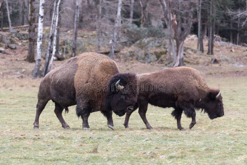 Profile of a Large American Field Buffalo Stock Image - Image of head ...