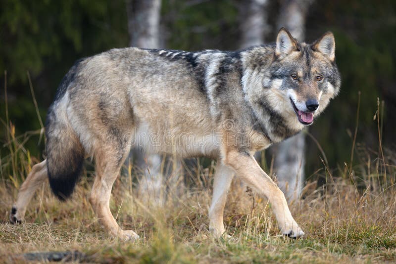 Profile of Large Male Grey Wolf Walking on a Hill in the Forest Stock ...