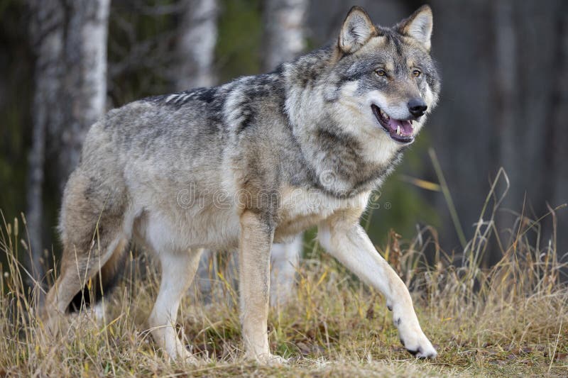 Profile of Large Male Grey Wolf Walking on a Hill in the Forest Stock ...