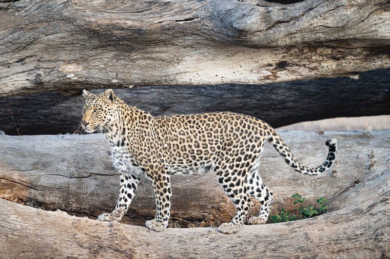 Profile of a Leopard in a Fallen Tree Stock Image - Image of panthera ...