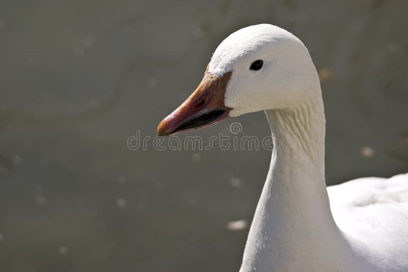 Lesser Snow Goose, Blue Morph. Stock Photo - Image of geese, typically ...