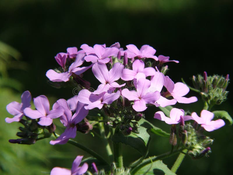 Profile of Light Pink Phlox Flowers in Bloom Stock Image - Image of ...