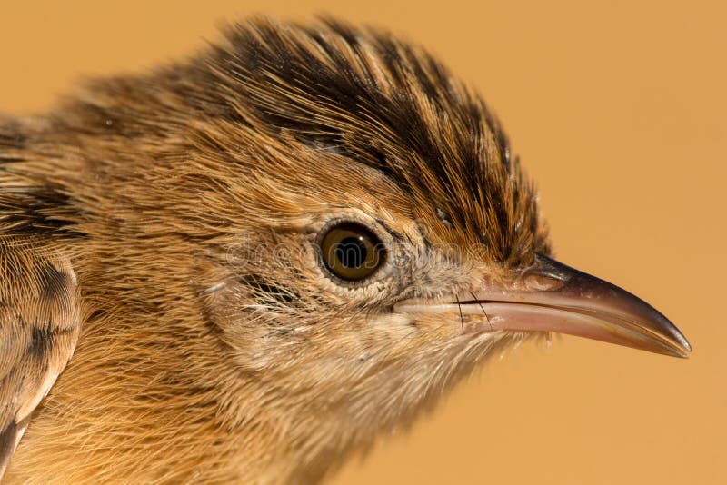Profile of Little Lovely Caucasian Child, Side View Stock Photo - Image ...
