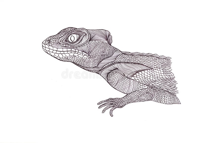 Lizard Hand-drawn Illustration in Sketch Style Stock Illustration ...