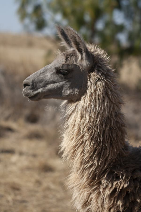 Profile of a llama stock image. Image of nature, american - 229714569