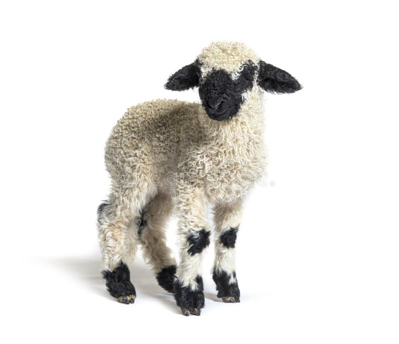 Profile of a Lovely Lamb Valais Blacknose Sheep Three Weeks Old Stock ...