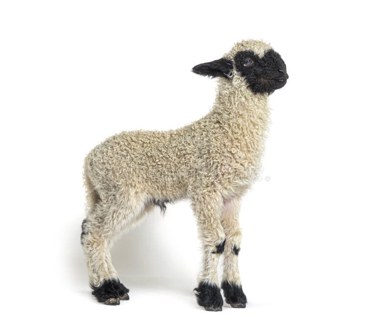 Profile of a Lovely Lamb Valais Blacknose Sheep Three Weeks Old Stock ...