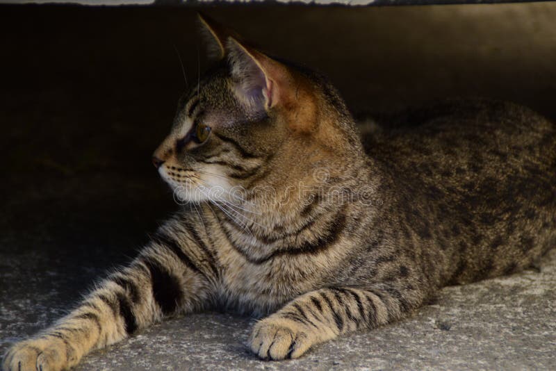 Profile of a Lying Tiger Cat with Yellow Eyes, Cat on the Right Side of ...