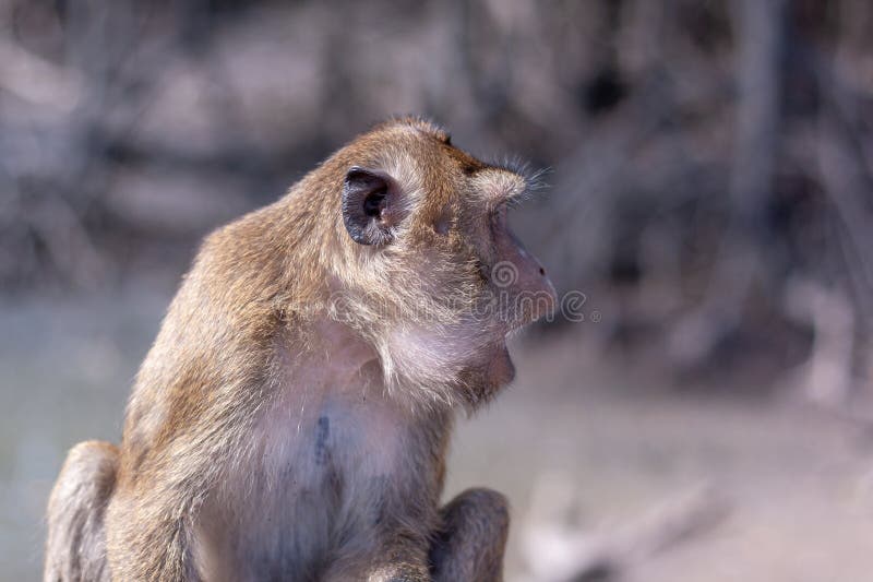 2,986 Monkey Profile Stock Photos - Free & Royalty-Free Stock Photos ...