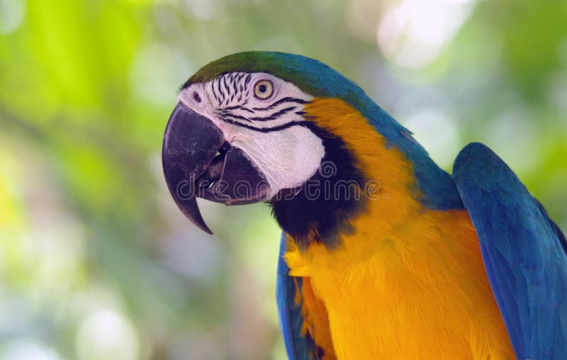 Parrot profile stock photo. Image of wildlife, face, psittacine - 53533670
