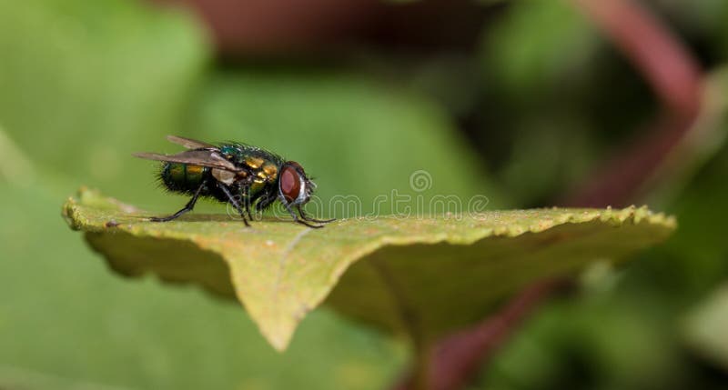 Profile Macro of Fly on Leaf Stock Photo - Image of leaf, macro: 26124890