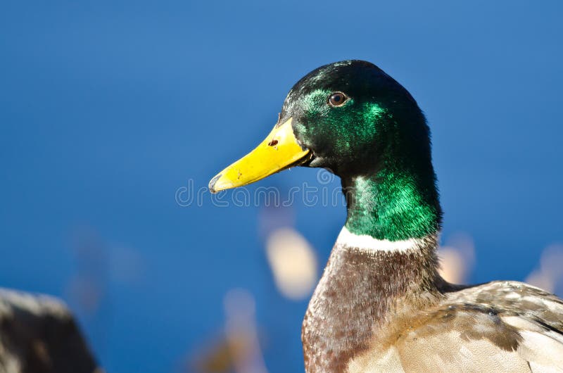 Profile of a Male Mallard Duck Stock Photo - Image of nature, male ...