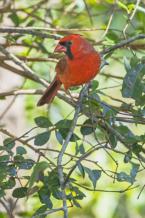 Male Red Cardinal Profile in a Tree Stock Image - Image of forest ...