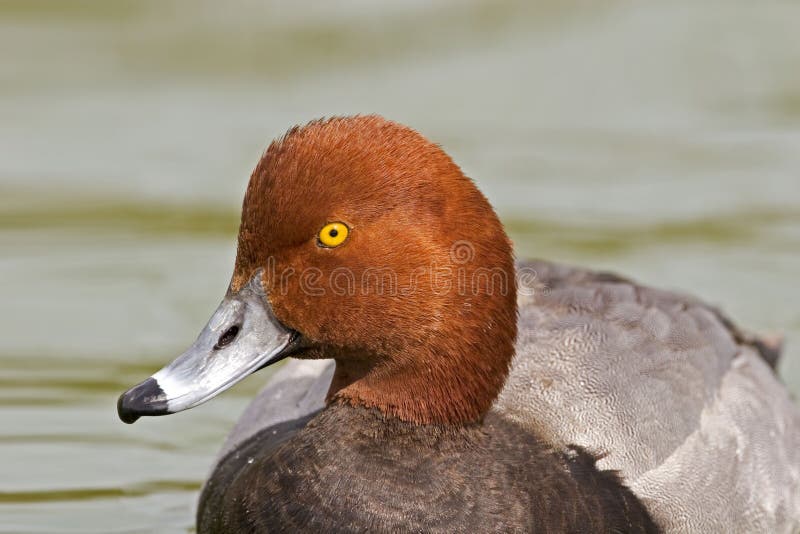 Profile of a Male Red-headed Duck, Aythya Americana Stock Image - Image ...