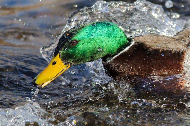 Profile of Mallard Duck As it Surges Forward in the Water Stock Image ...