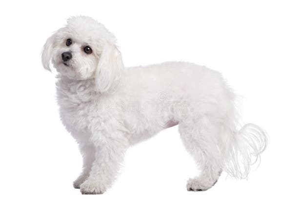 Side View Maltese Dog Standing Stock Photos - Free & Royalty-Free Stock ...