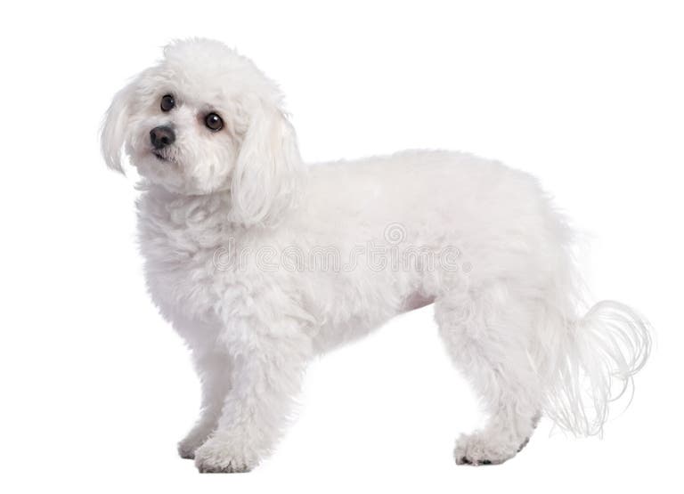 Side View Maltese Dog Standing Stock Photos - Free & Royalty-Free Stock ...