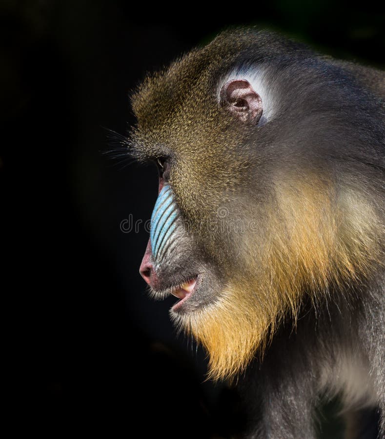126 Angry Mandrill Stock Photos - Free & Royalty-Free Stock Photos from ...