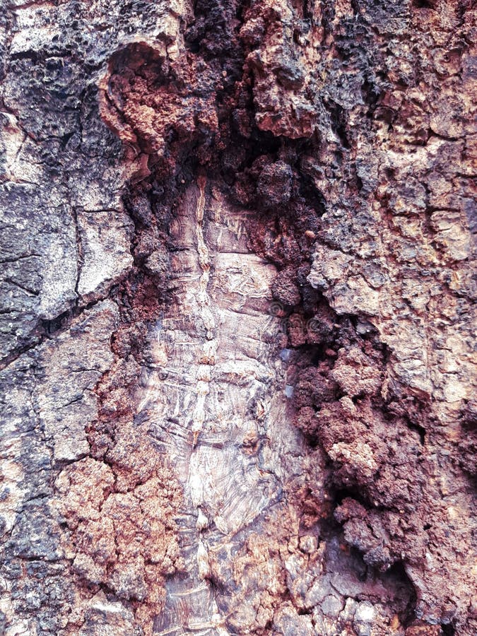 Profile of Mango Tree Bark with Old Scratches. Stock Image - Image of ...