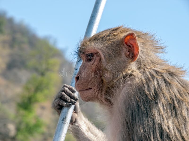 432 Side Profile Monkey Stock Photos - Free & Royalty-Free Stock Photos ...
