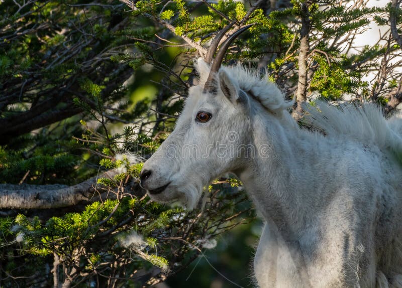 282 Close Up Mountain Goat Face Stock Photos - Free & Royalty-Free ...