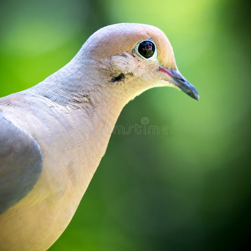 Profile Mourning Dove Zenaida Macroura Stock Image - Image of doves ...