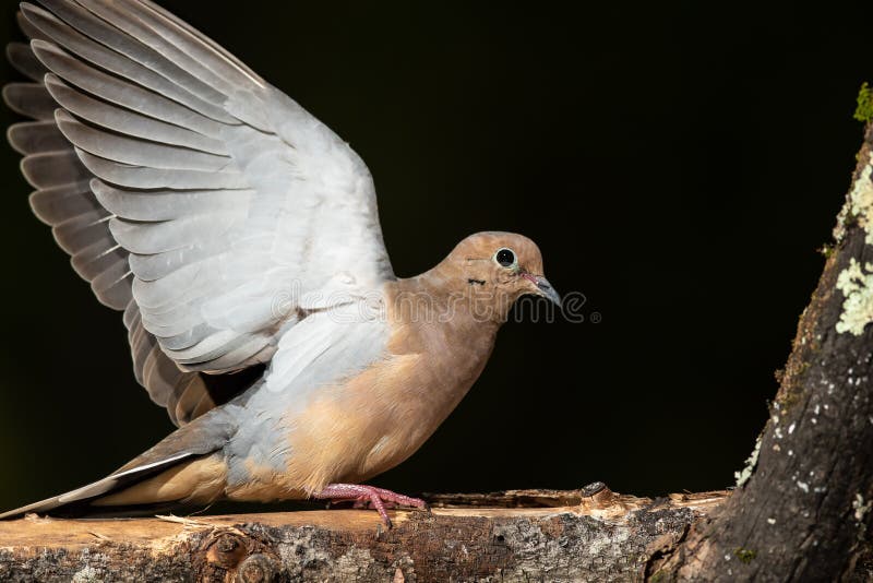 Profile of a Mourning Dove Perched with Wings Outstretched Stock Image ...