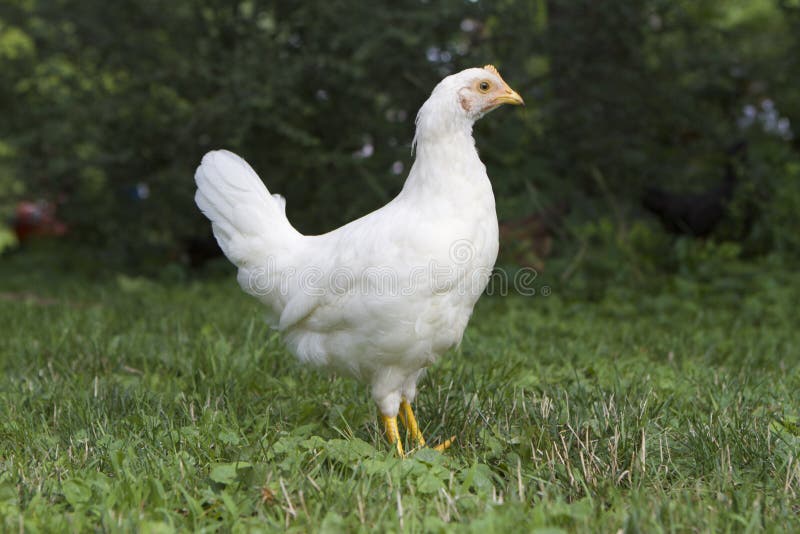 Ms Pullet Stock Photos - Free & Royalty-Free Stock Photos from Dreamstime