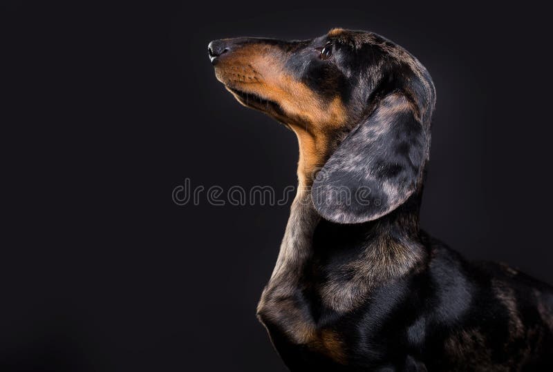 Dachshund Side Eye Stock Photos - Free & Royalty-Free Stock Photos from ...