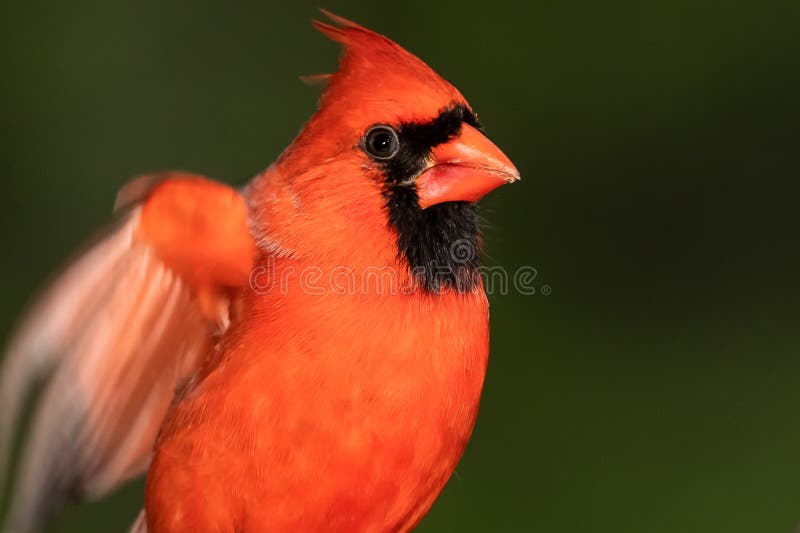 Profile of a Northern Cardinal while Perched on a Branch of a Tree ...