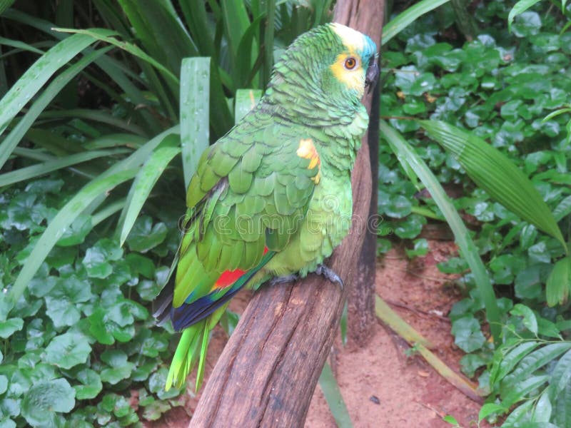 Profile of a Parrot in Brazil Stock Photo - Image of parrot, brazil ...