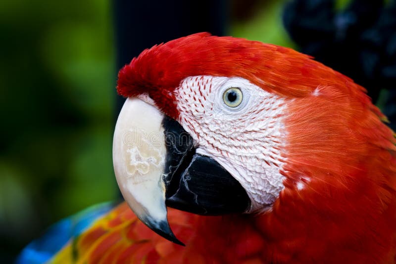 Profile of a Parrot Scarlet Macaw (Ara Macao) Stock Photo - Image of ...