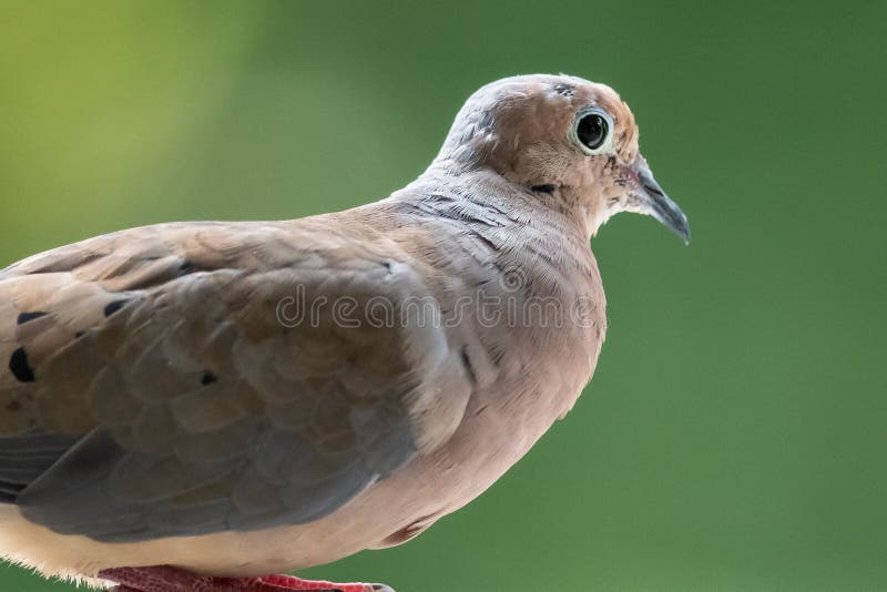 Profile Mourning Dove Zenaida Macroura Stock Image - Image of doves ...