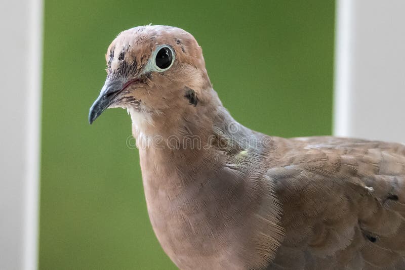 Profile of a Perched Mourning Dove Stock Image - Image of dove, black ...