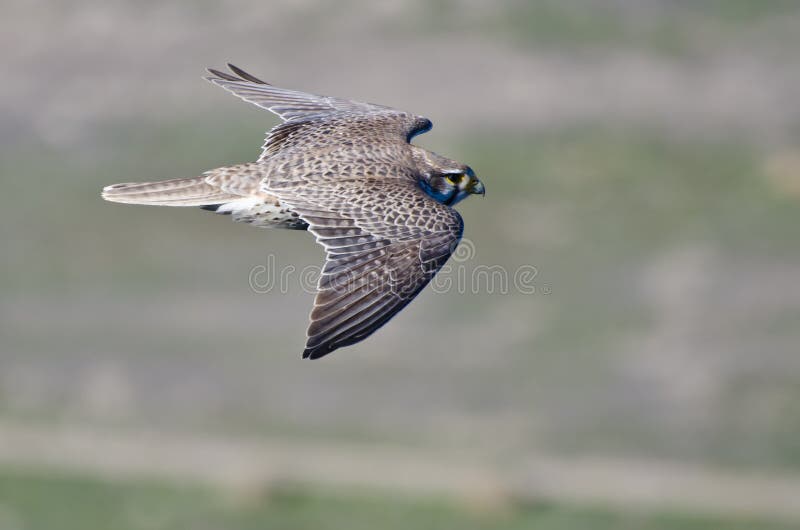 Profile of a falcon stock photo. Image of wildlife, peregrine - 20065576