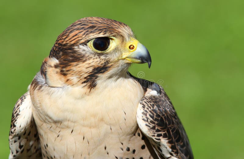 Profile of Peregrine Falcon with Yellow Beak Stock Photo - Image of ...
