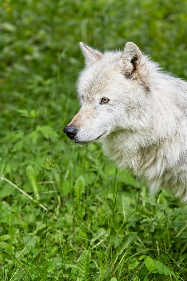Profile Photo of a Beautiful Arctic Wolf in the Lush Green Grass Stock ...