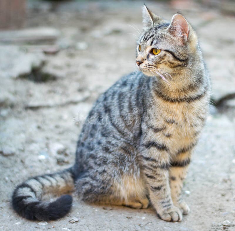 3,654 Cat Sitting Profile Photos - Free & Royalty-Free Stock Photos from Dreamstime