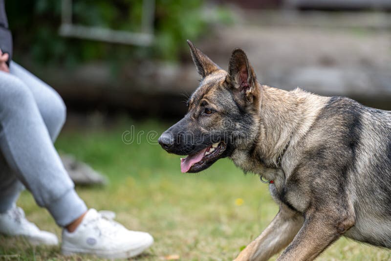 A Profile Picture of a Young Happy German Shepherd. Sable Coloured ...