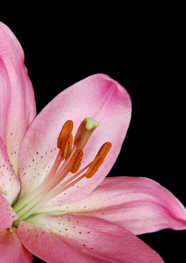 Profile of a pink flower stock photo. Image of garden - 12536546