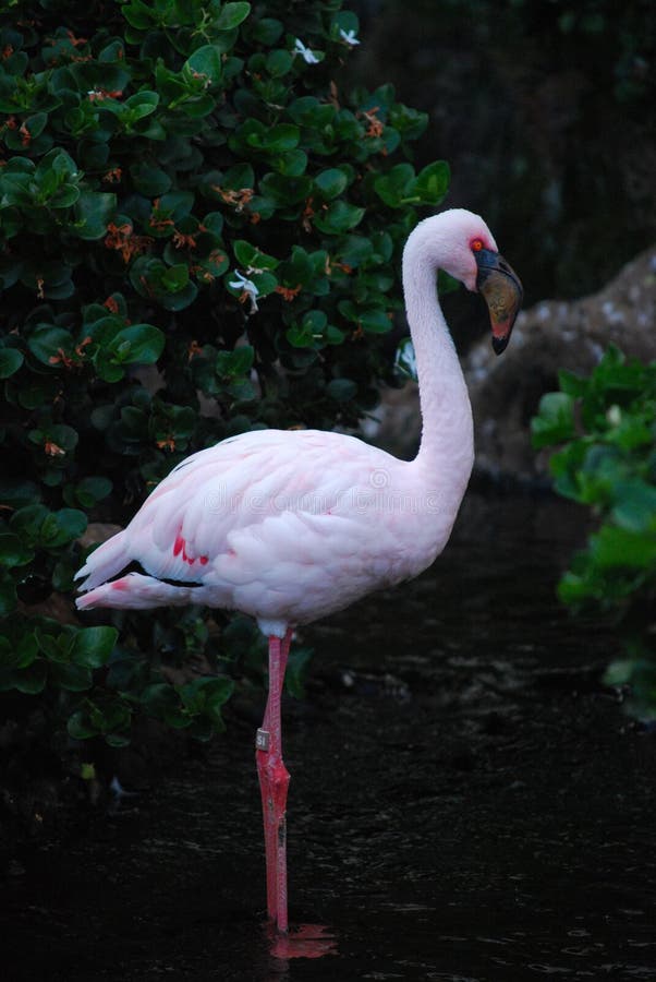 Profile of a Pink Lesser Flamingo Stock Image - Image of flamingo ...