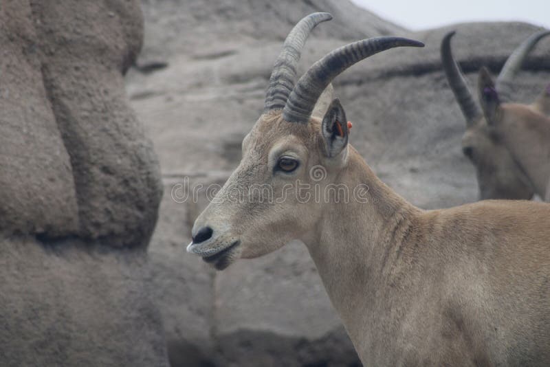 Profile Portrait of an Alpine Ibex in the Rocky Area Stock Image ...