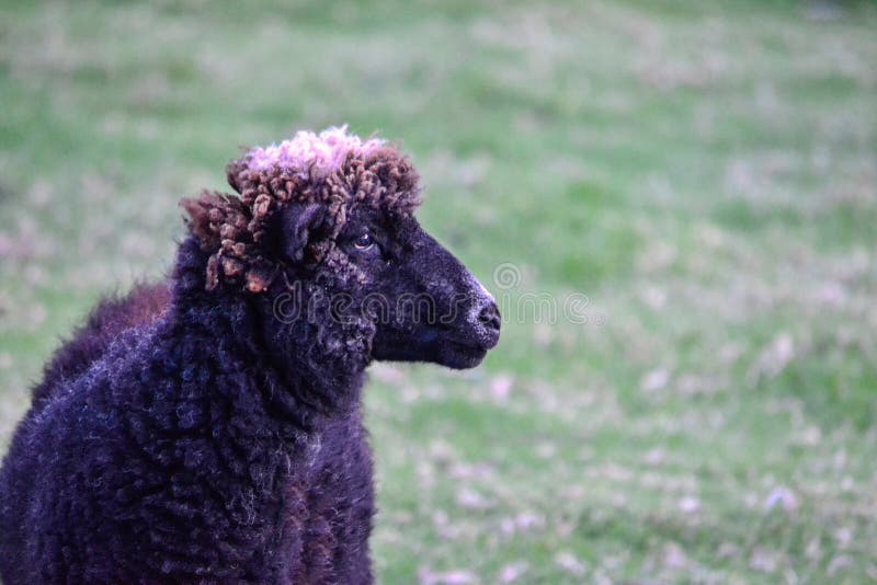 Profile Portrait of Black Sheep Stock Photo - Image of look, natural ...