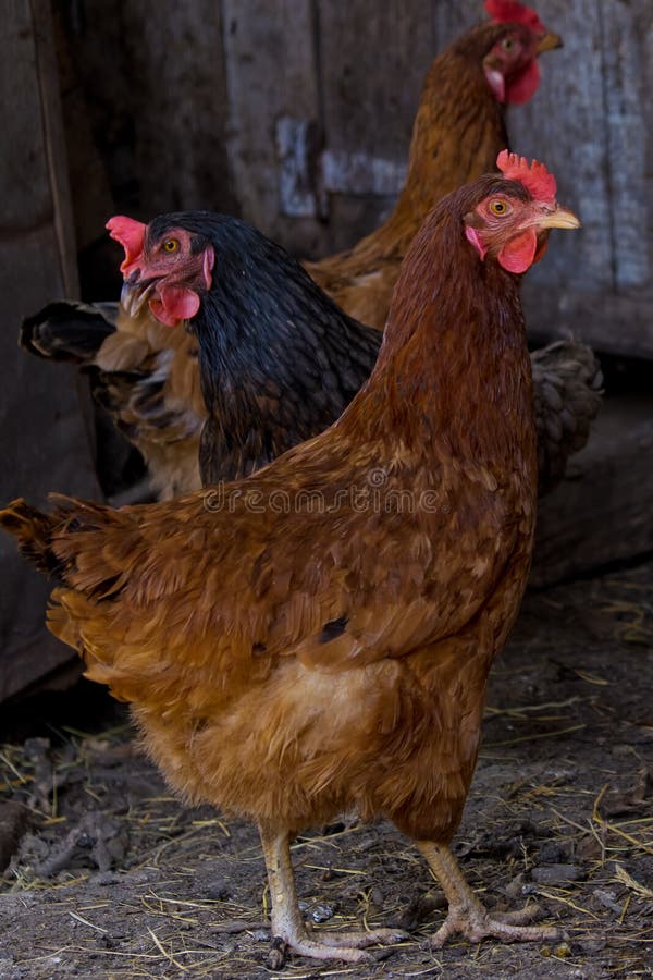 Profile Portrait of a Chicken in a Chicken Coop Stock Image - Image of ...